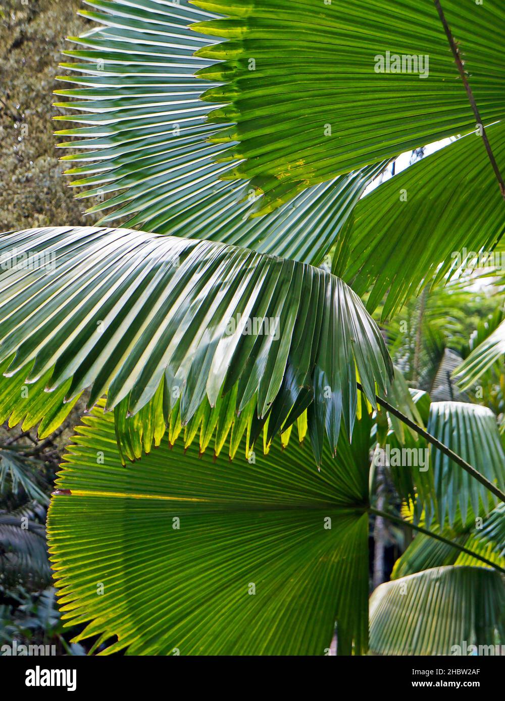 Fan palm tree hi-res stock photography and images - Alamy