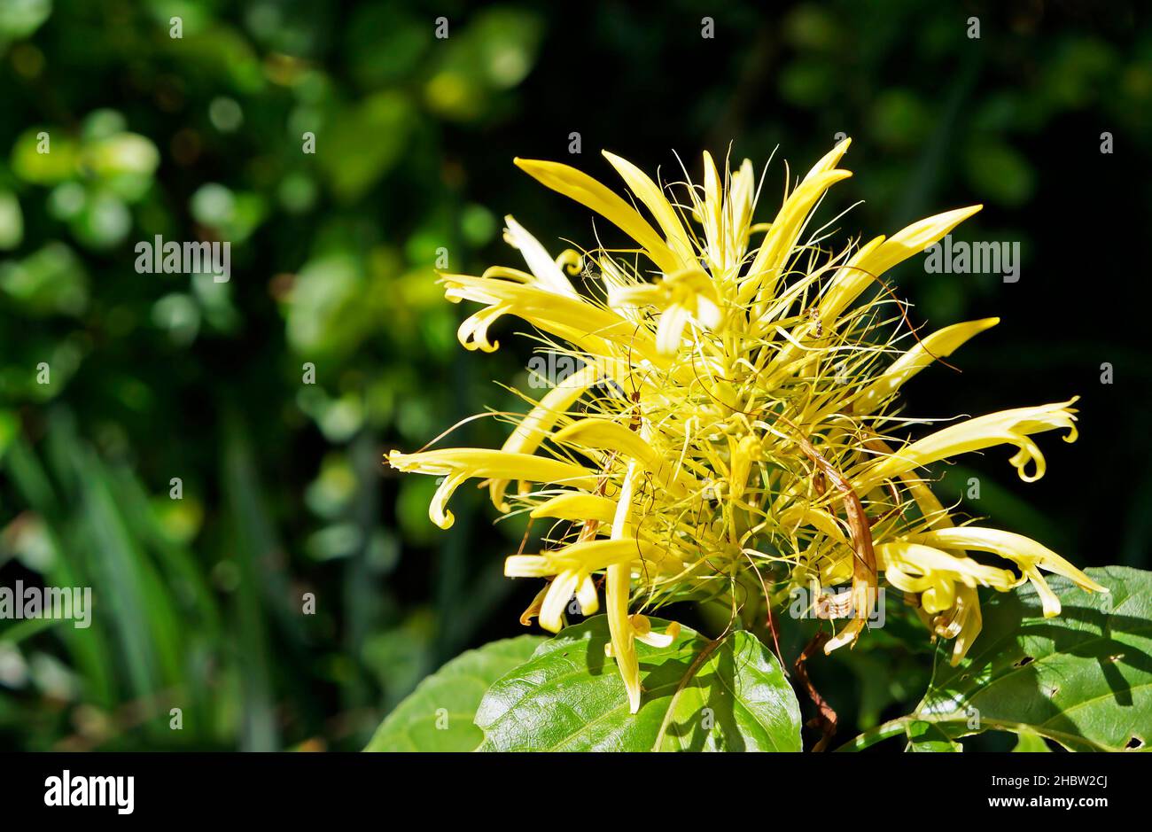 Brazilian plume flowers (Justicia umbrosa or Justicia aurea Stock Photo ...