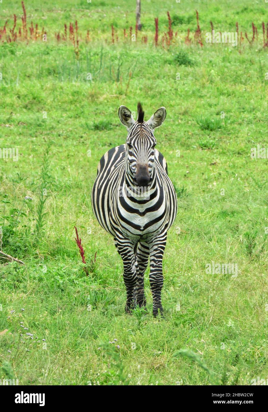 A vertical shot of a zebra in Akagera National Park in Rwanda, Africa ...