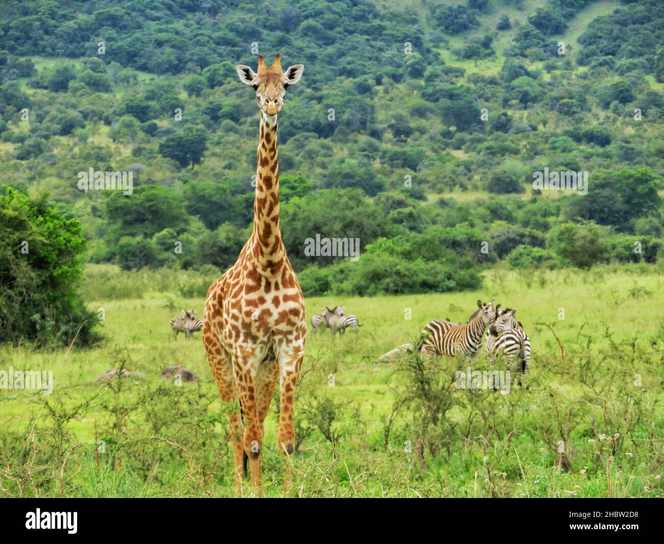 A giraffe in Akagera National Park in Rwanda, Africa Stock Photo - Alamy