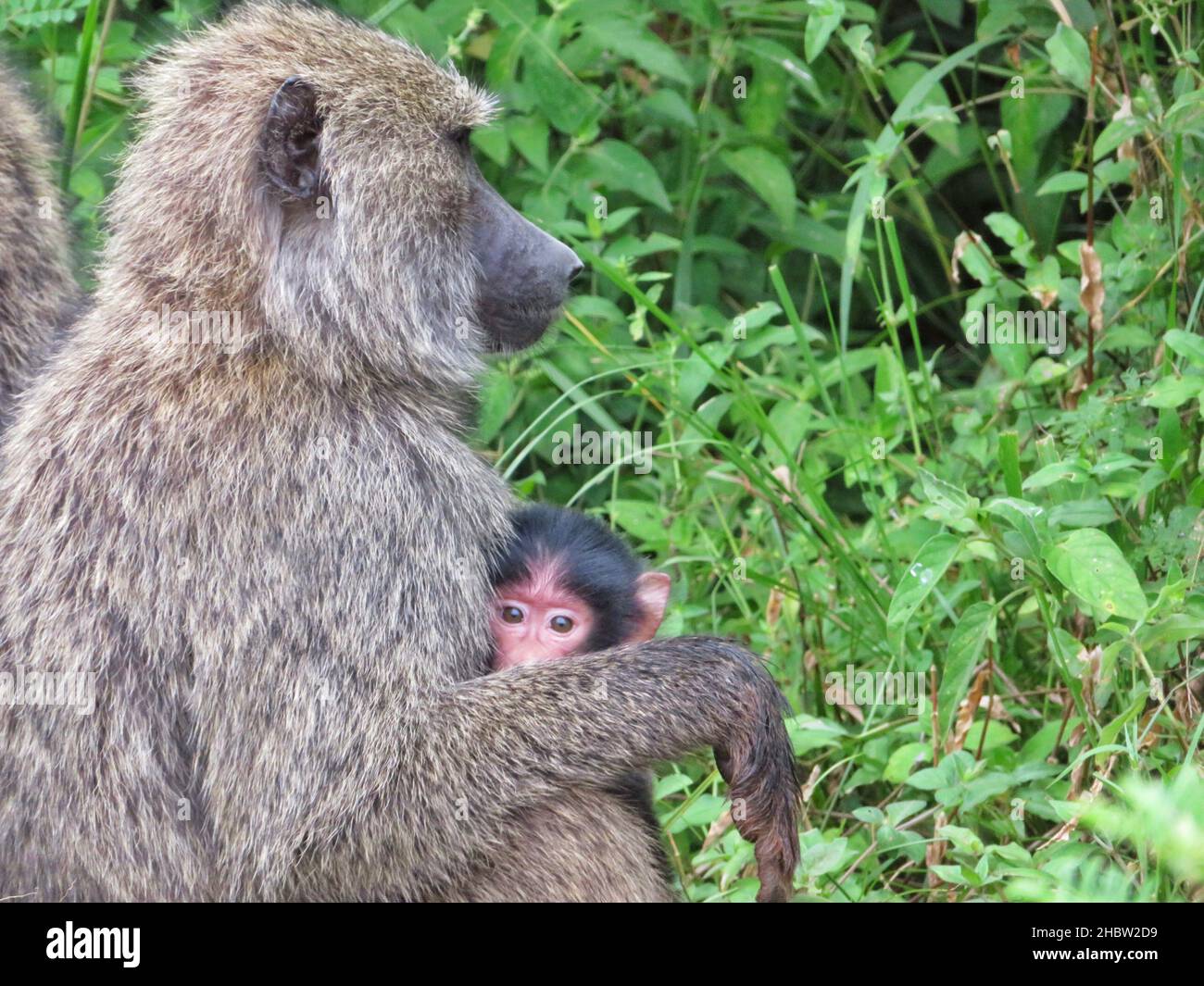 A baboon with its baby in Akagera National Park in Rwanda, Africa Stock ...