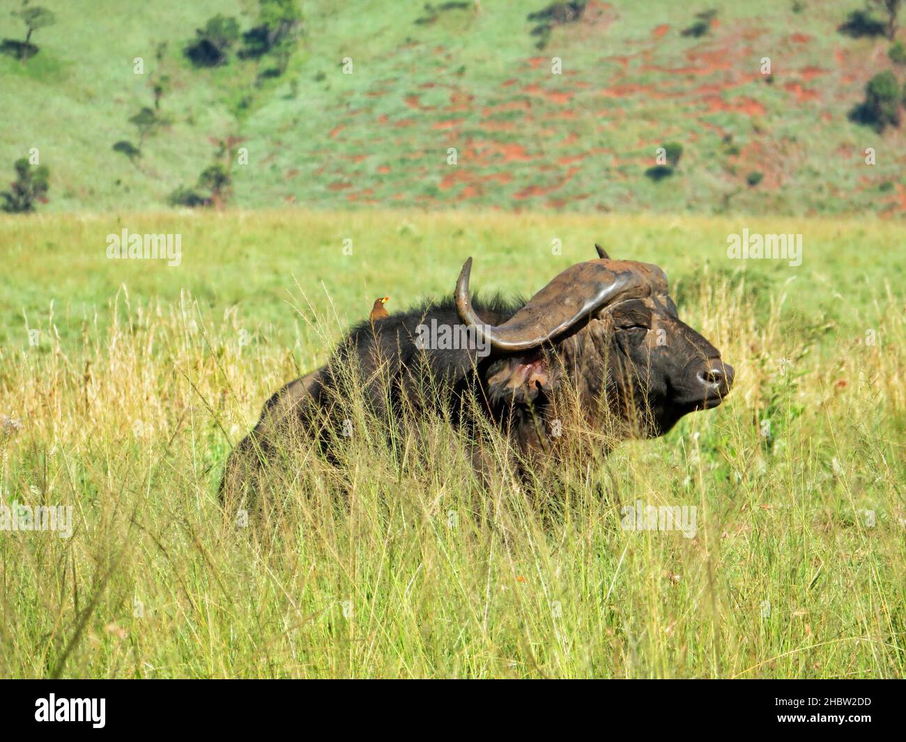 Rwanda akagera national park wildlife hi-res stock photography and ...
