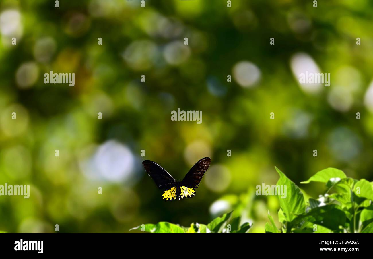 A selective of a beautiful troides rhadamantus butterfly in greenery ...