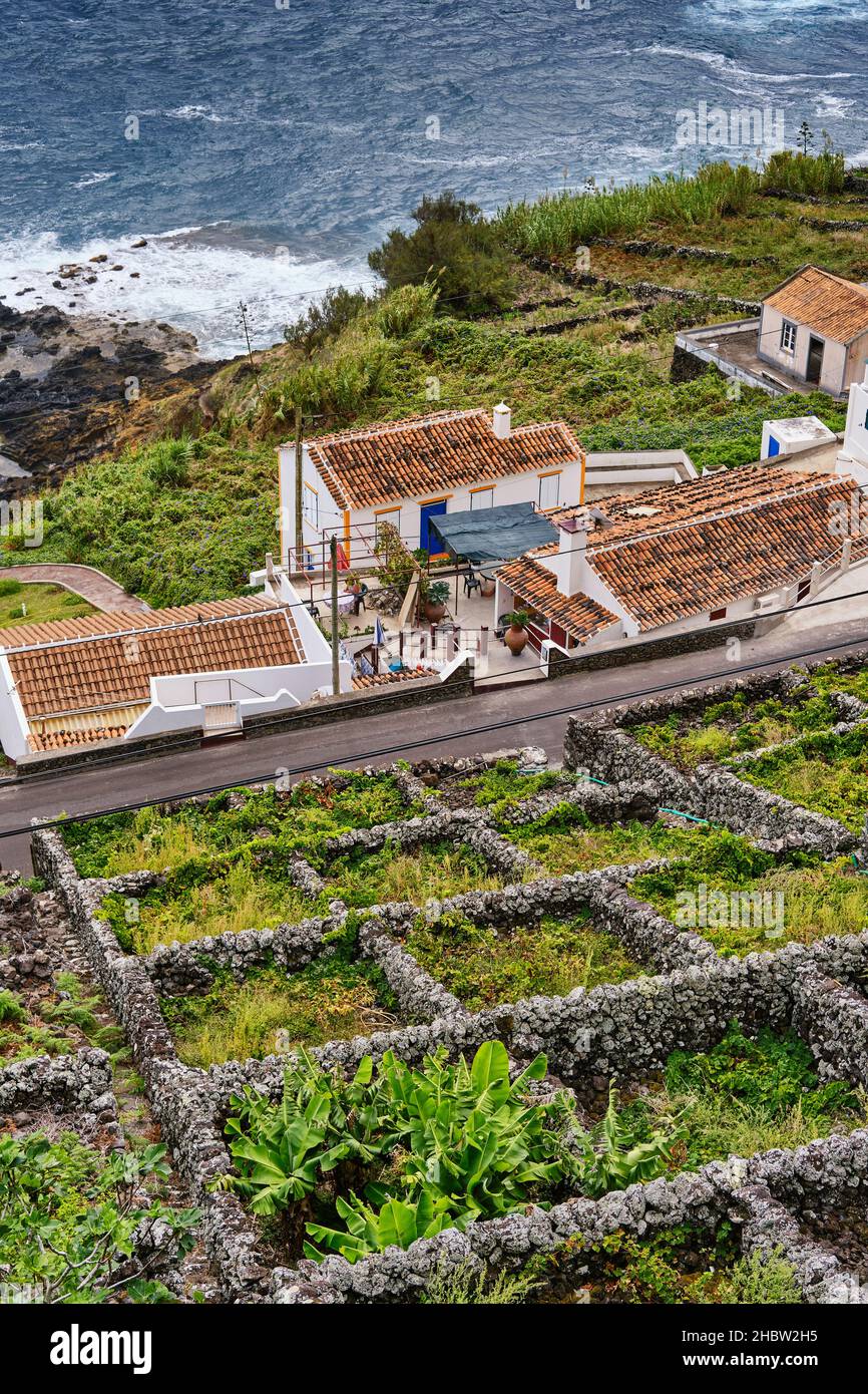 Terraced vineyards at the coastal town of Maia. Santa Maria, Azores ...