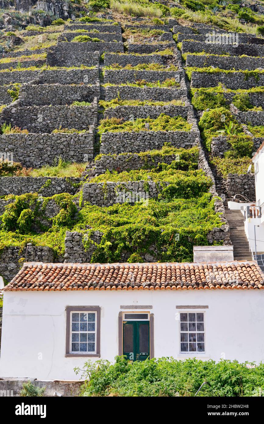 Terraced vineyards at the coastal town of Maia. Santa Maria, Azores ...