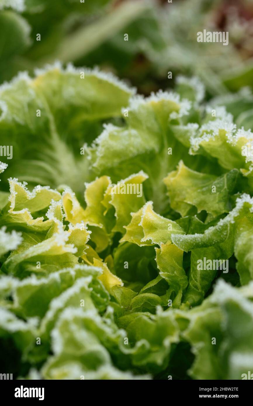Winter endive in a garden with frost in December Stock Photo - Alamy