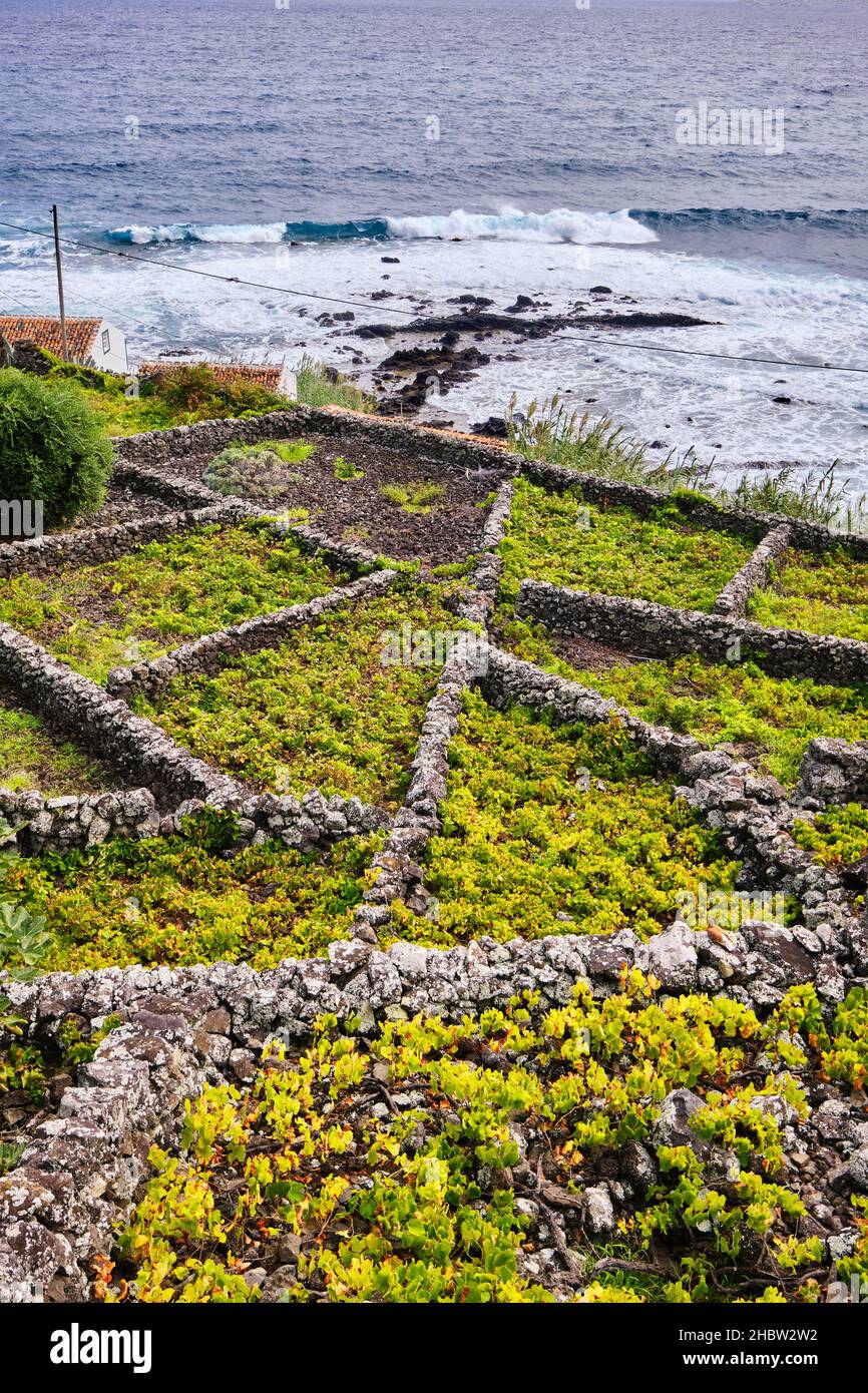 Terraced vineyards at the coastal town of Maia. Santa Maria, Azores ...
