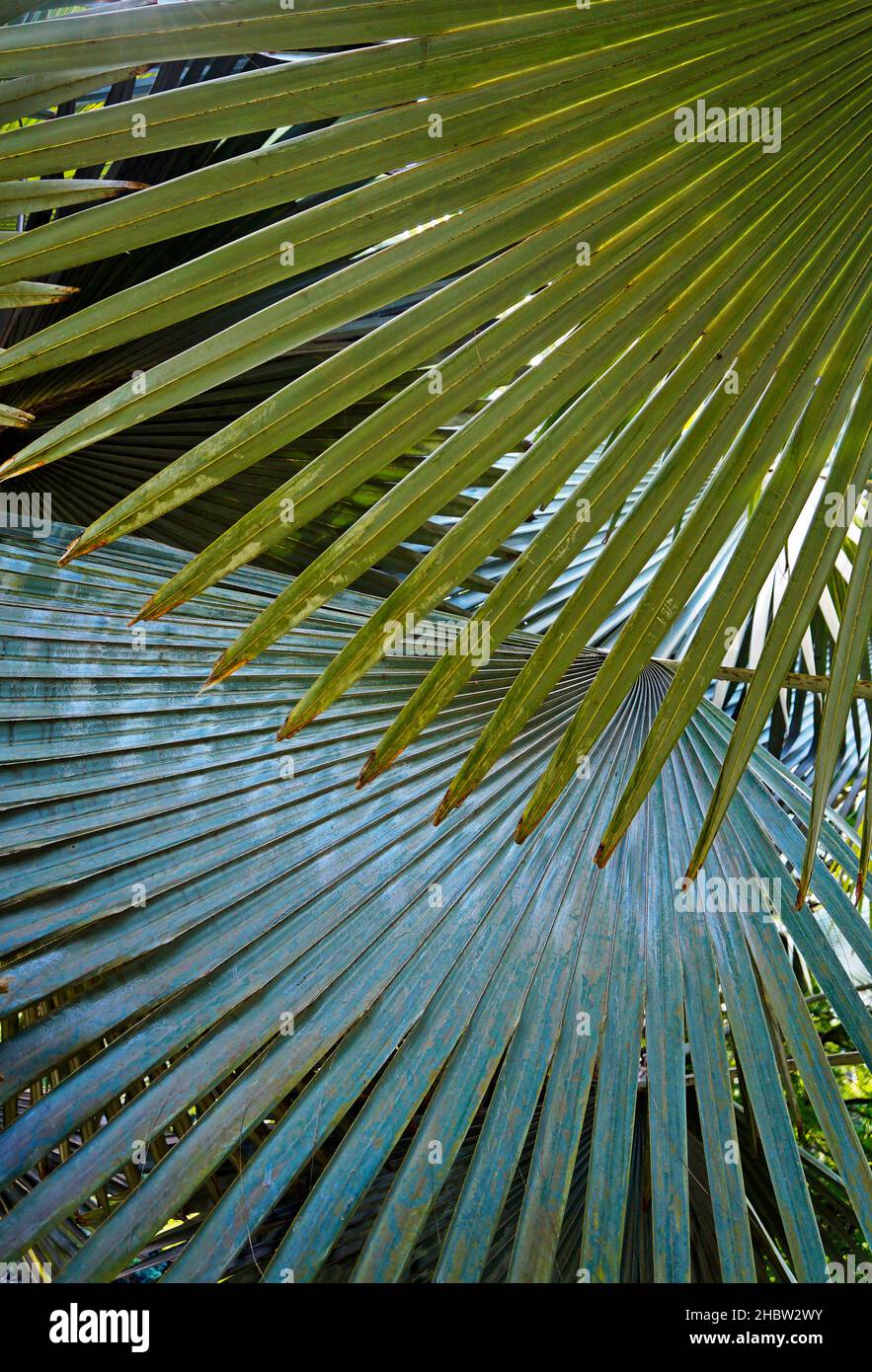 Fan palm tree leaves on tropical garden Stock Photo - Alamy