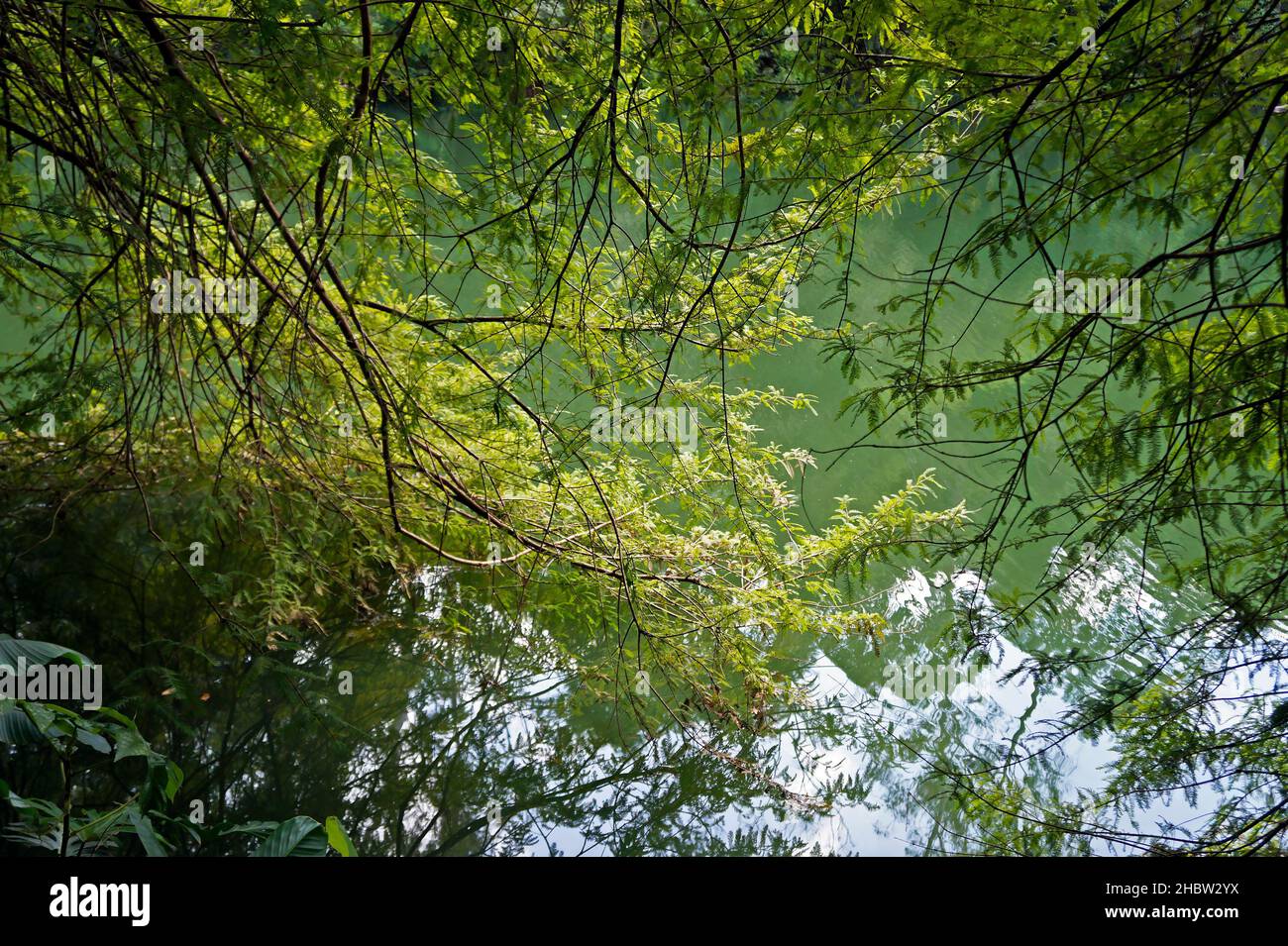 Tree branches on lake water Stock Photo - Alamy
