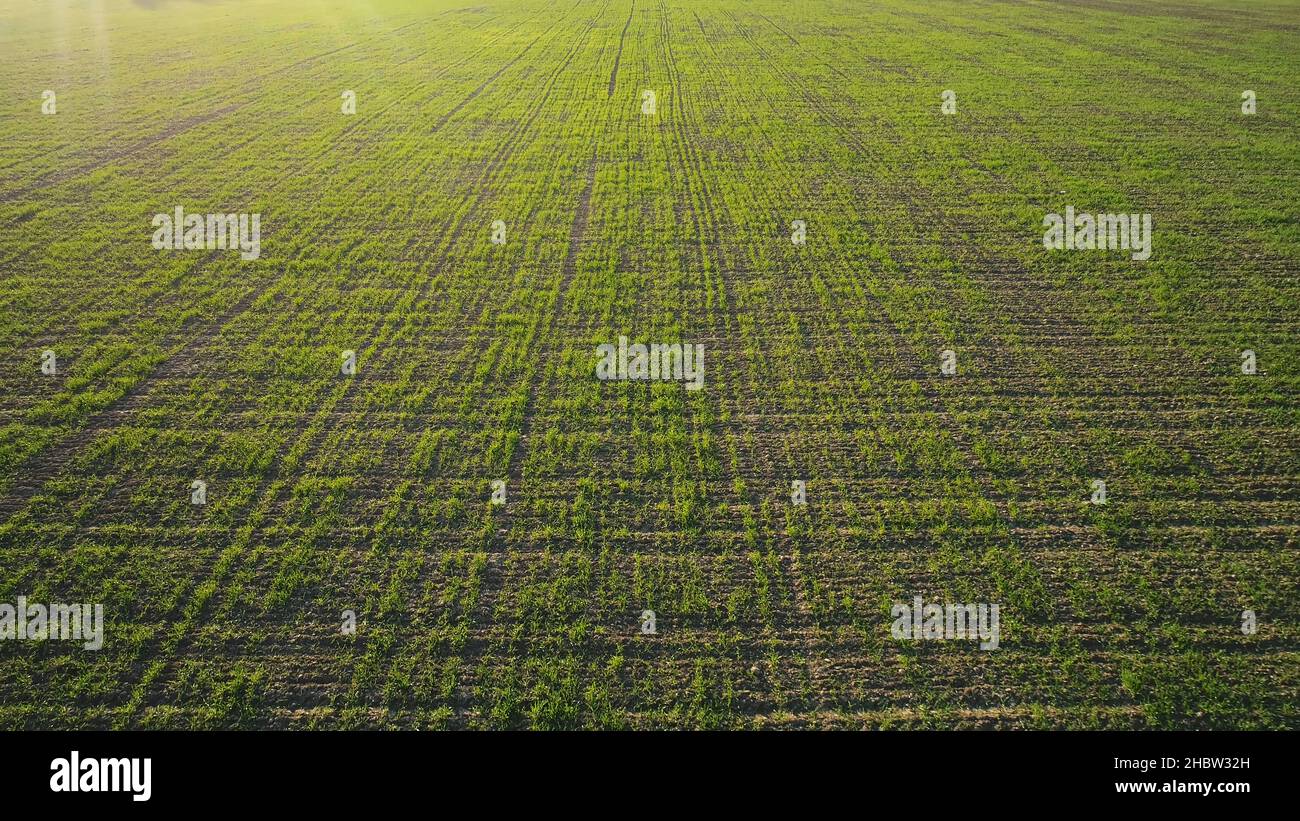 Top view of green country field with row lines, agriculture concept ...