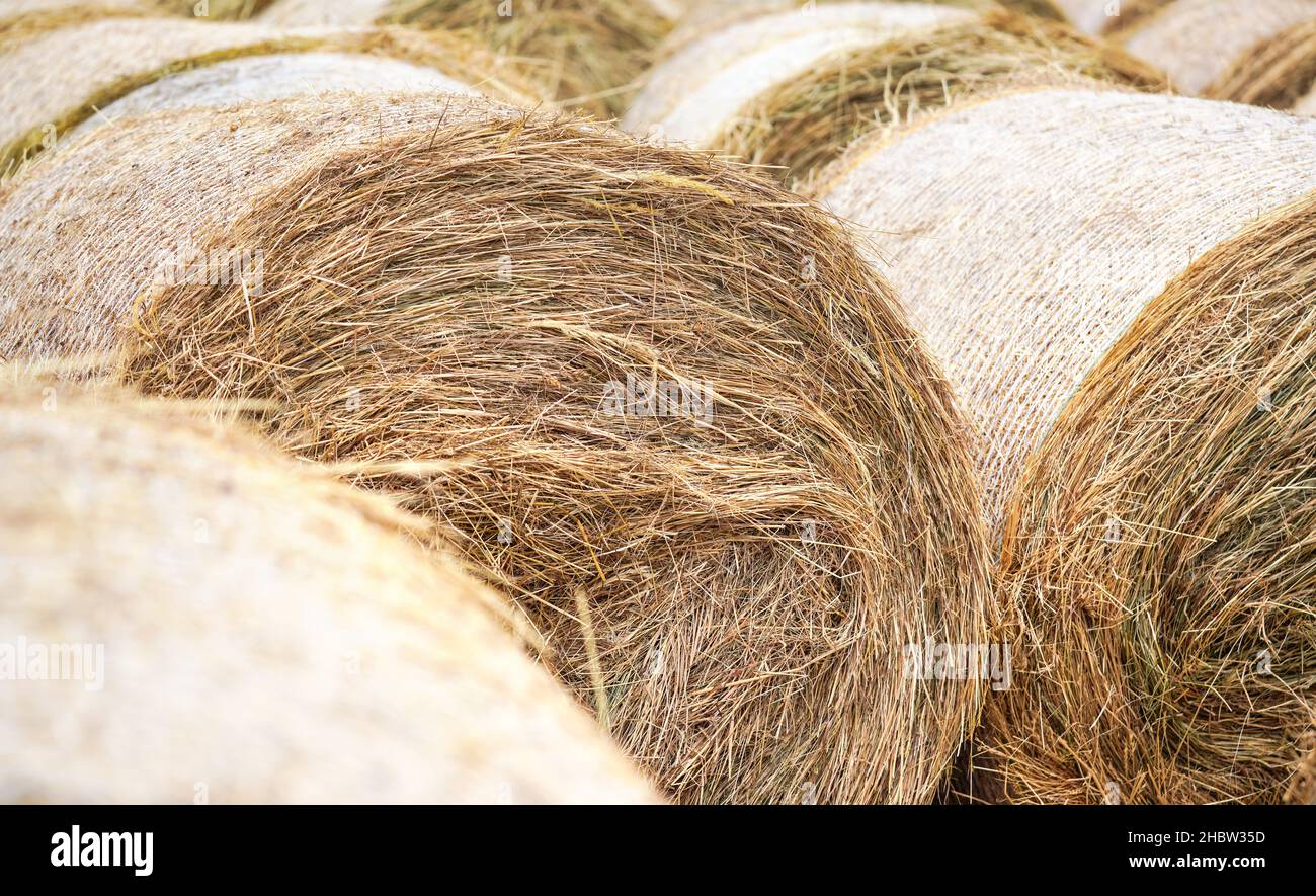 Hay barrels hi-res stock photography and images - Alamy