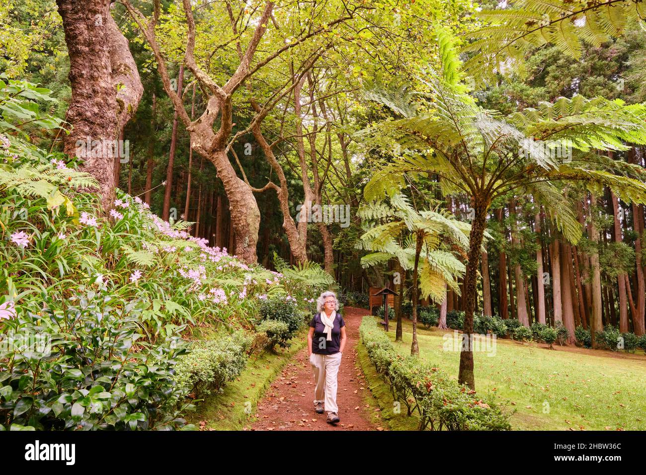 The beautiful and quiet Fontinhas Forest Park. Santa Maria island ...