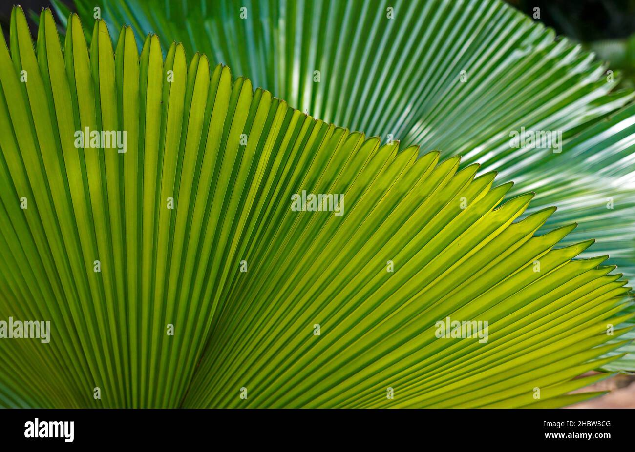 Fan palm tree leaves on tropical garden Stock Photo - Alamy