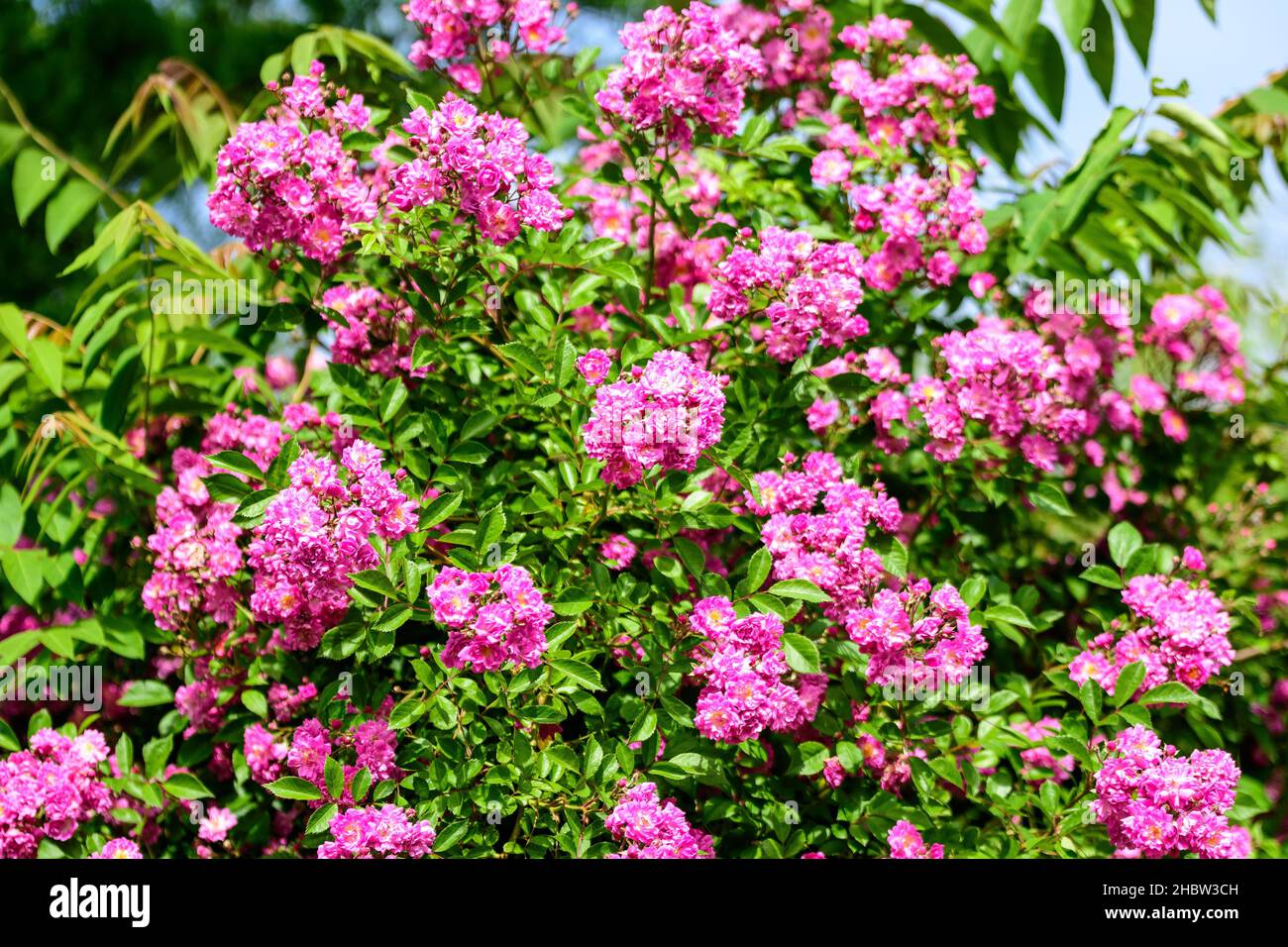 Bush with many delicate vivid pink magenta rose in full bloom and green ...