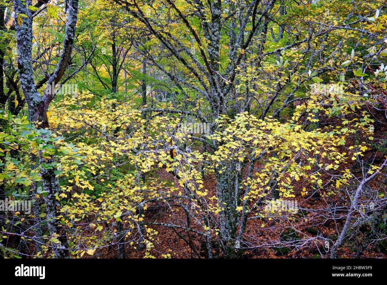 Beech trees (Fagus sylvatica) forest of Sao Lourenco in the Autumn ...