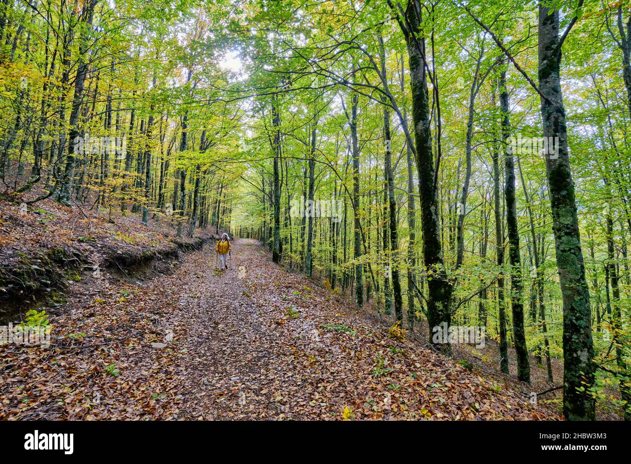 Beech trees (Fagus sylvatica) forest of Sao Lourenco in the Autumn ...