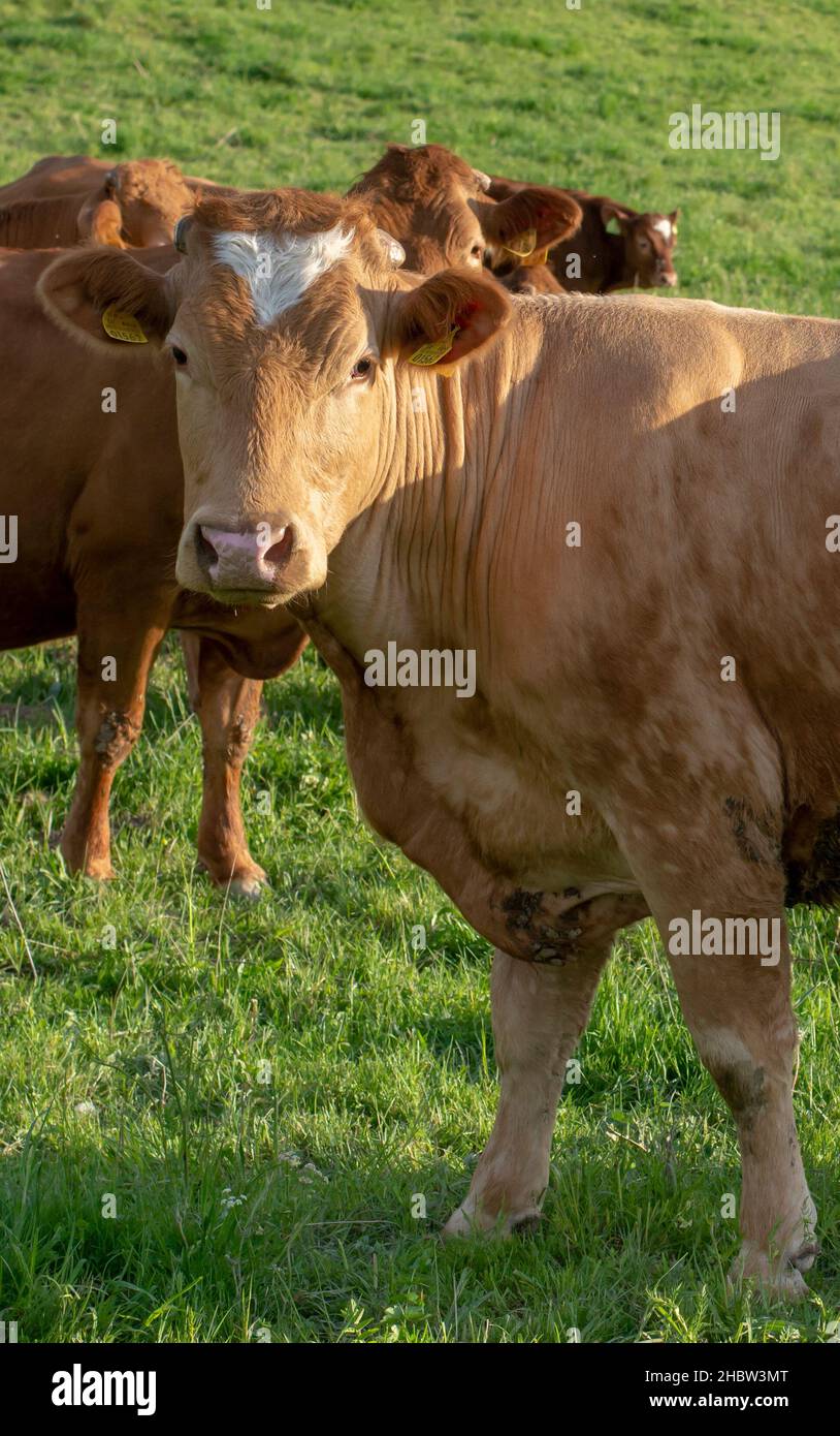 Brown cows in the pasture. Cows grazing in the green field in the ...