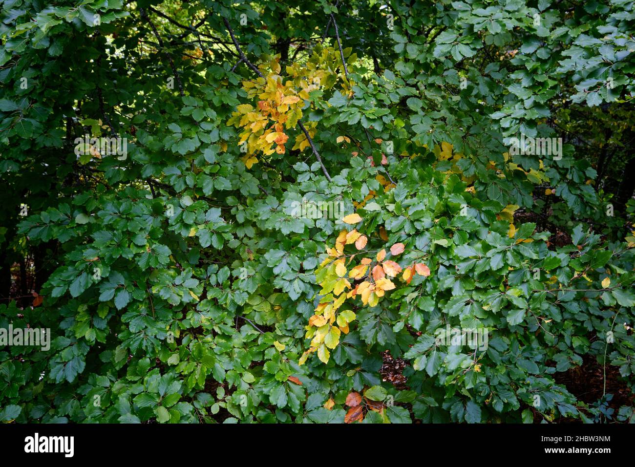 Bosque das faias hi-res stock photography and images - Alamy