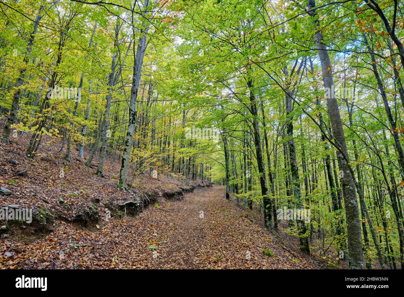 Beech trees (Fagus sylvatica) forest of Sao Lourenco in the Autumn ...