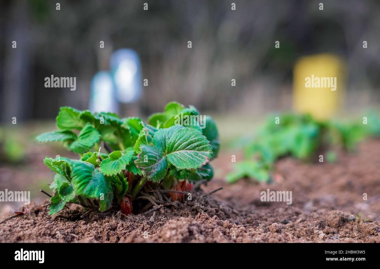 Strawberry sprouts in early spring Stock Photo - Alamy