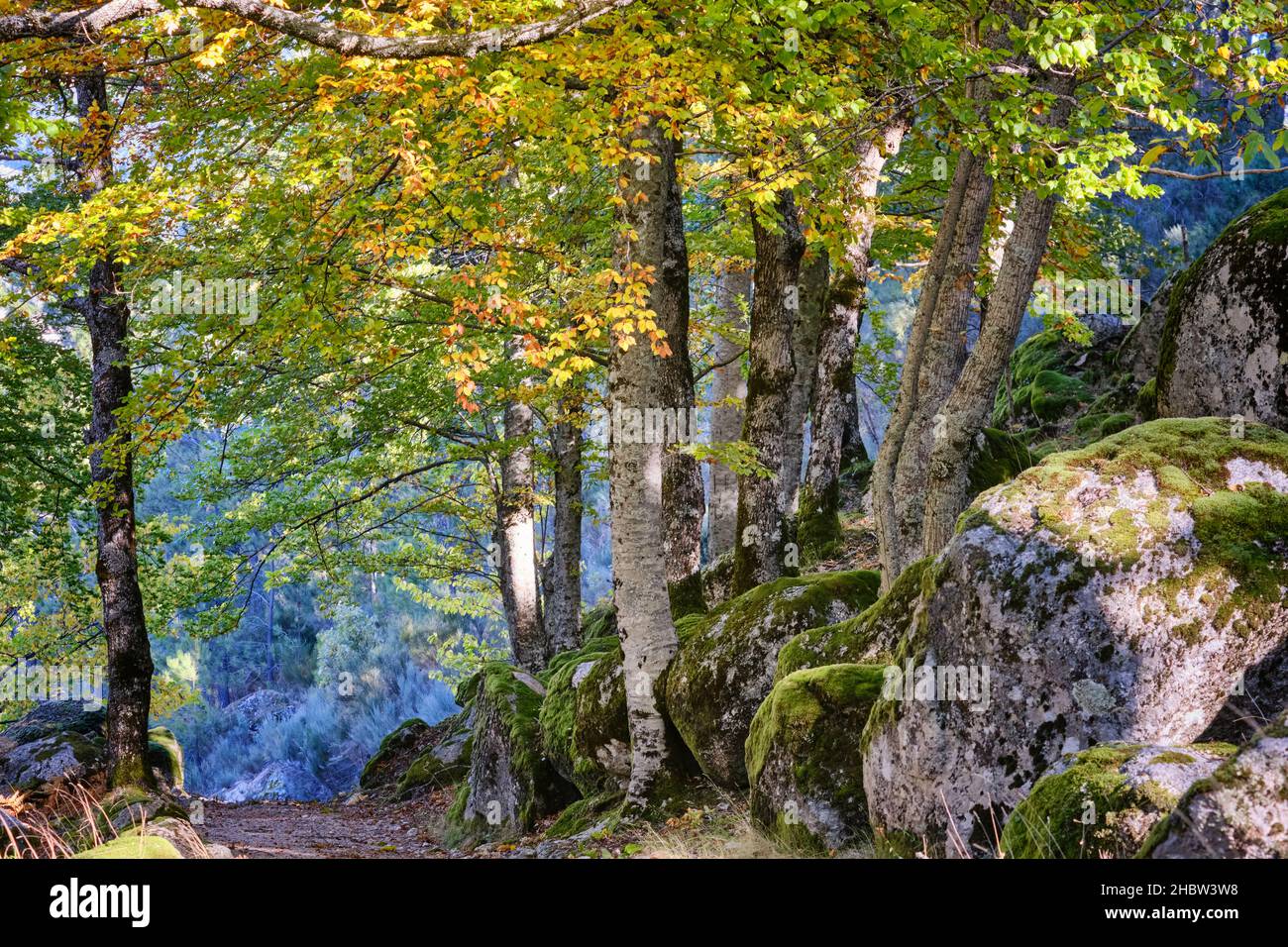 Beech trees and oaks in the forest in Autumn. Manteigas, Serra da da ...