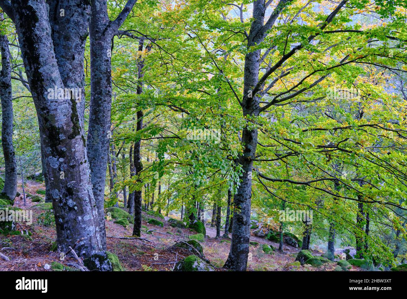 Beech trees (Fagus sylvatica) in the forest in Autumn. Manteigas, Serra ...