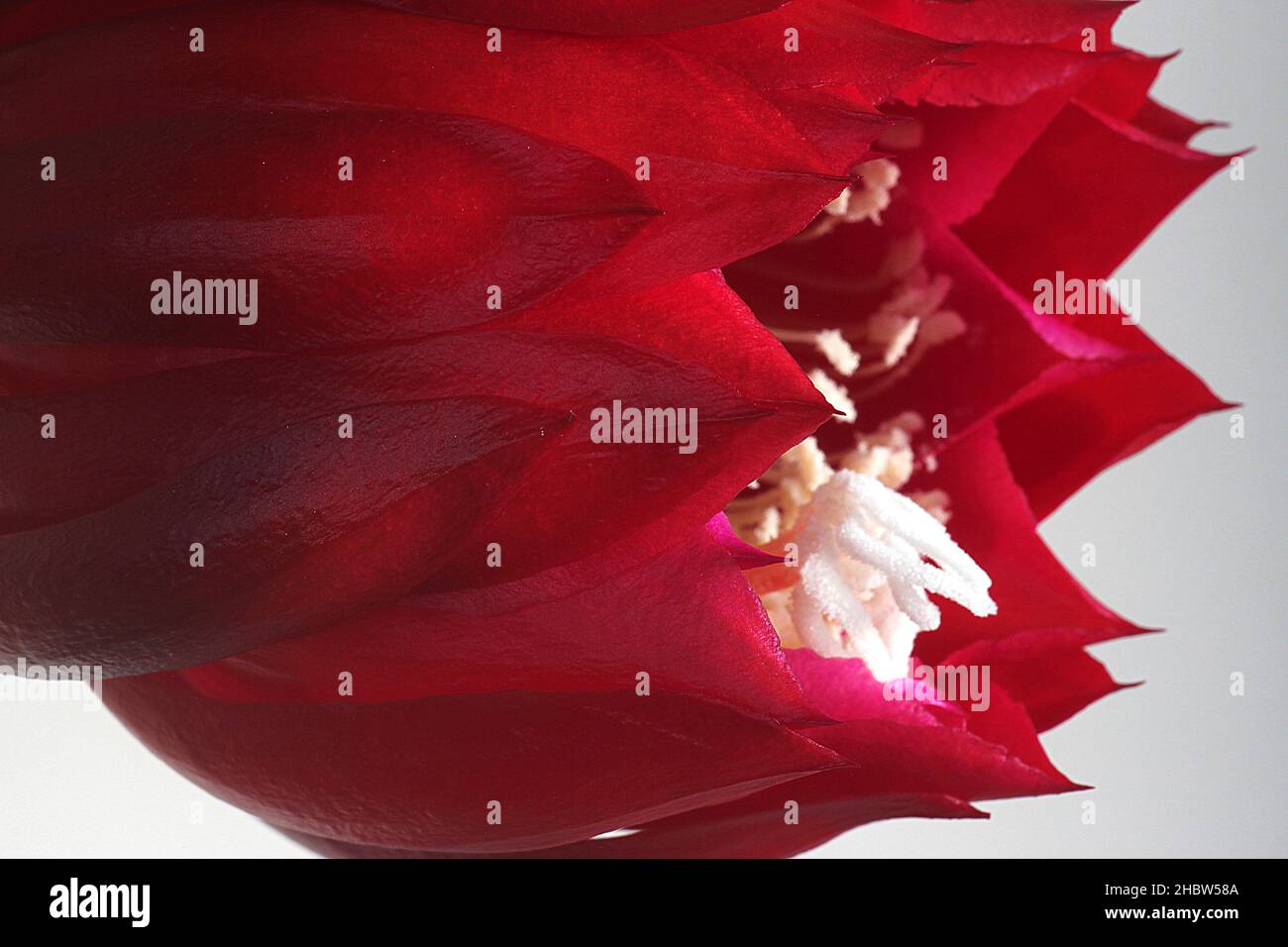 Red queen of the night cactus flower (Epiphyllum oxypetalum Stock Photo ...