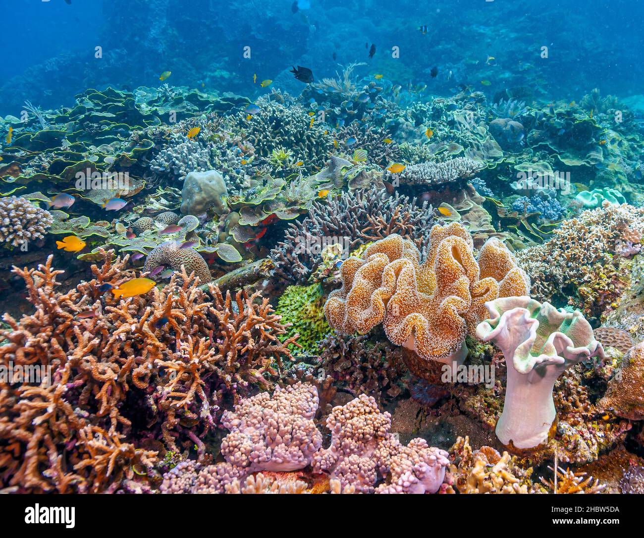 Coral reef in South Pacific of coast of North Sulawesi, Indonesia Stock ...