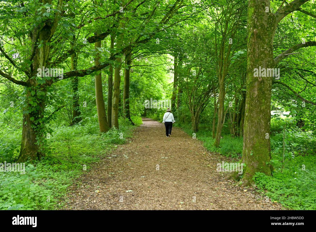 Salisbury, England - June 2021: Person walking along a rough country ...
