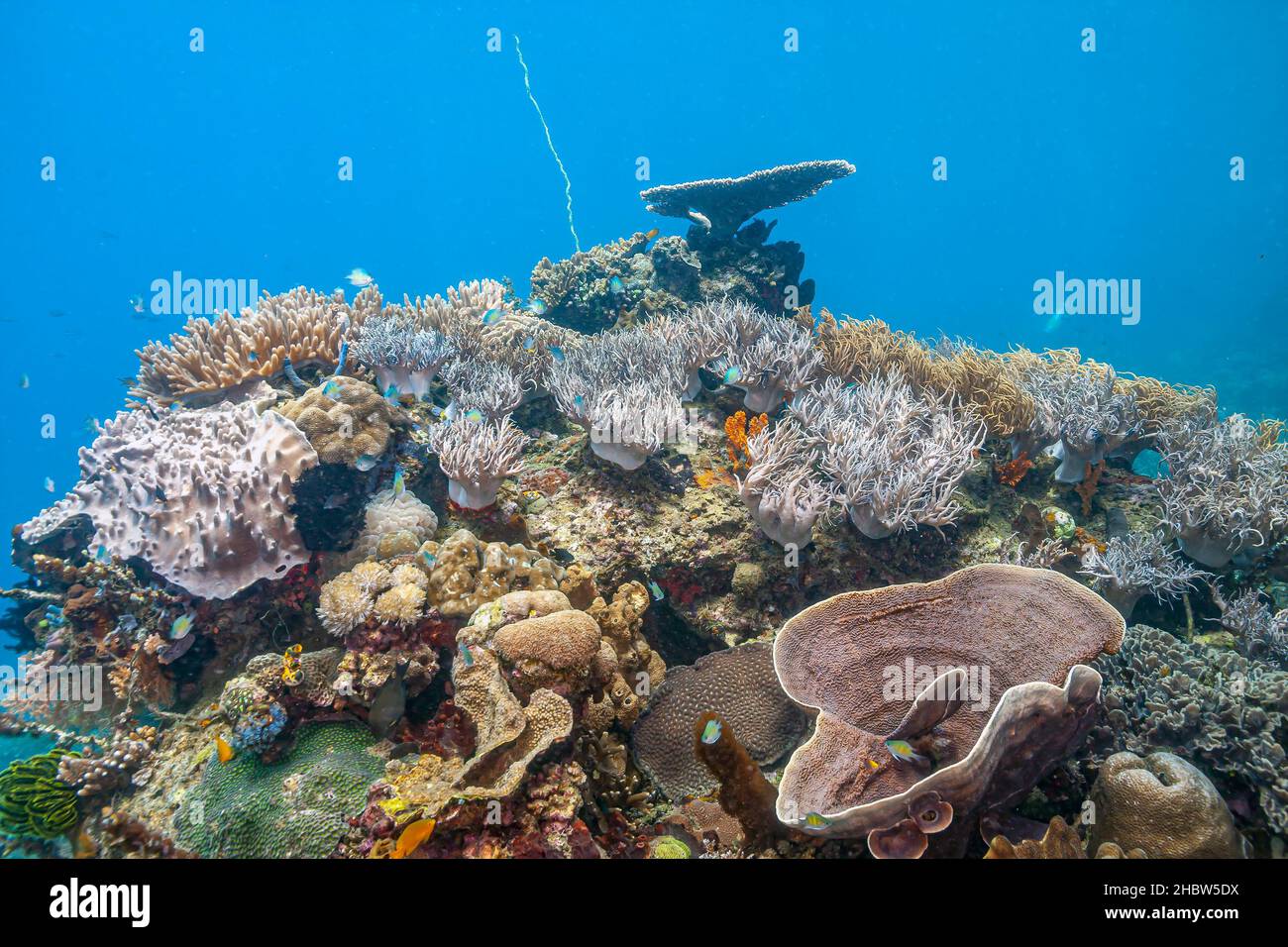 Coral reef in South Pacific of coast of North Sulawesi, Indonesia Stock ...