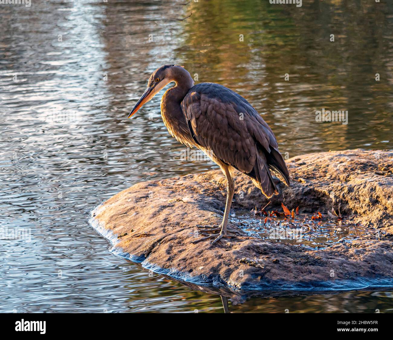 great blue heron ,Ardea herodias is a large wading bird in the heron ...