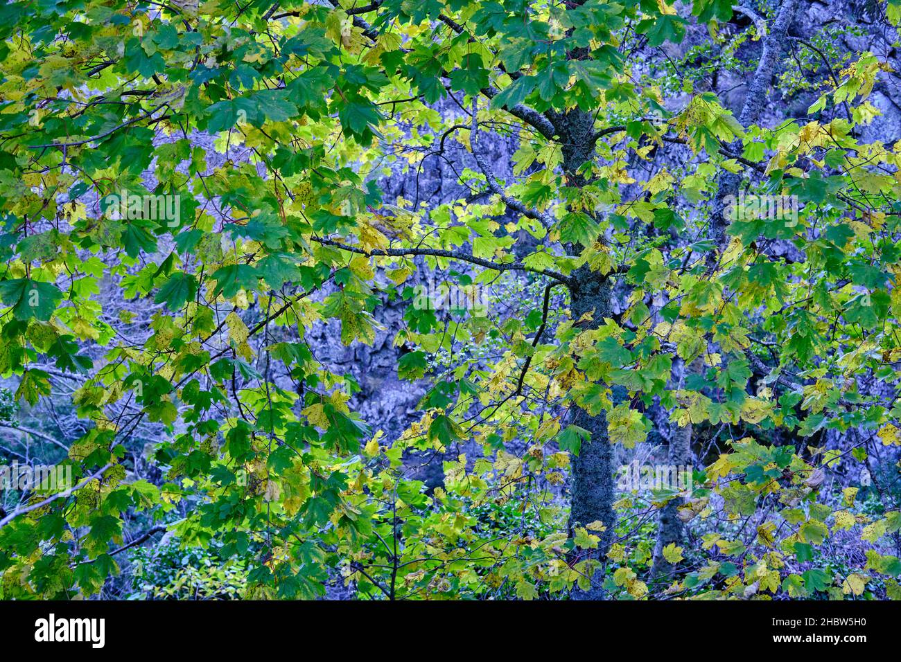 Acer pseudoplatanus portugal hi-res stock photography and images - Alamy