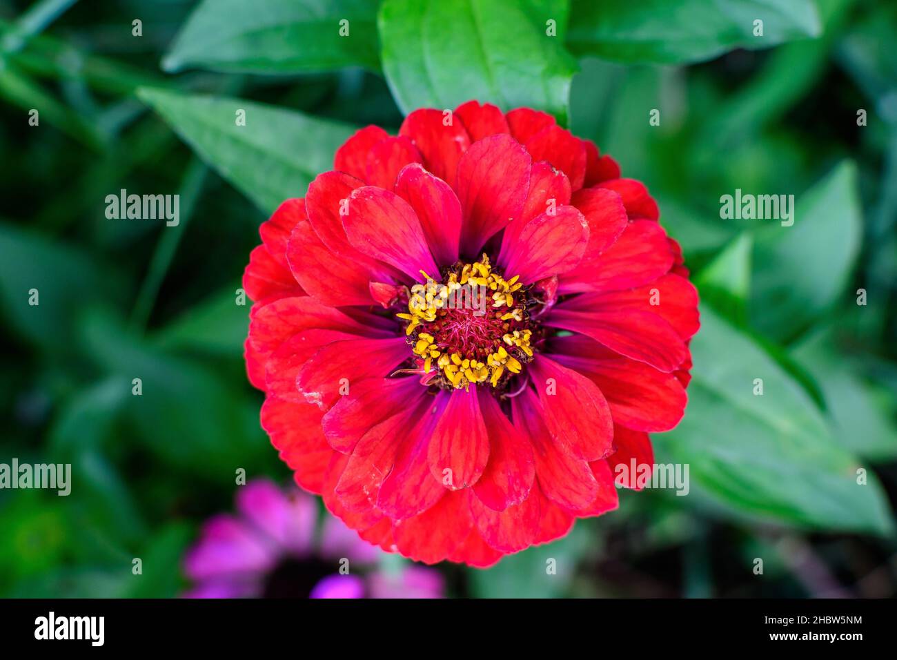 Zinnia flower in park hi-res stock photography and images - Alamy