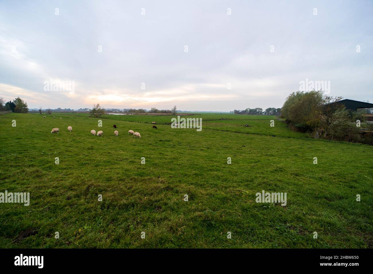 Dutch autumn landscape with grazing sheep Stock Photo - Alamy