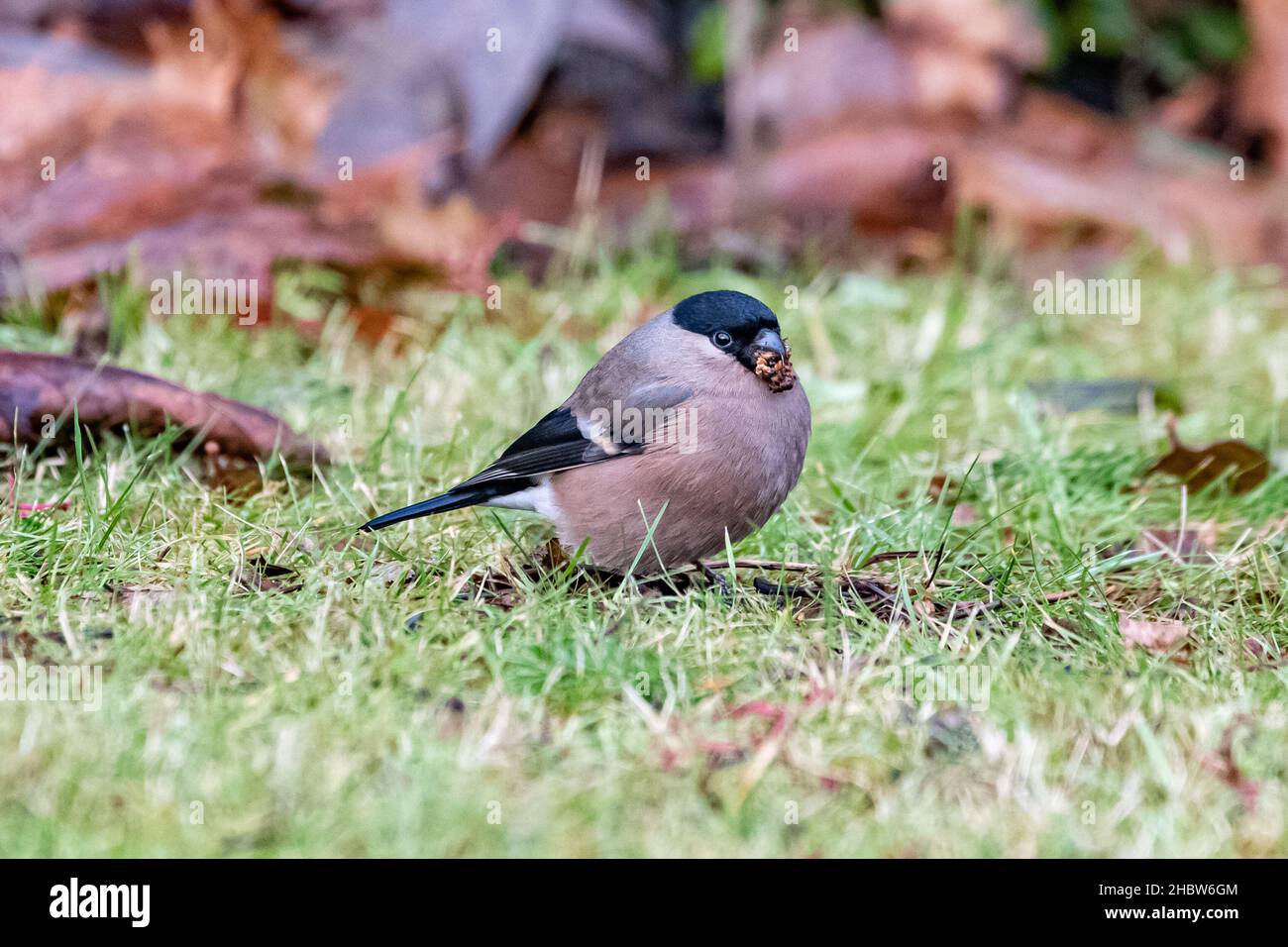 Female bullfinch uk hi-res stock photography and images - Alamy