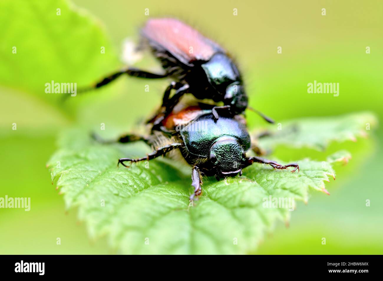 A selective focus shot of bugs breeding on a leaf Stock Photo - Alamy