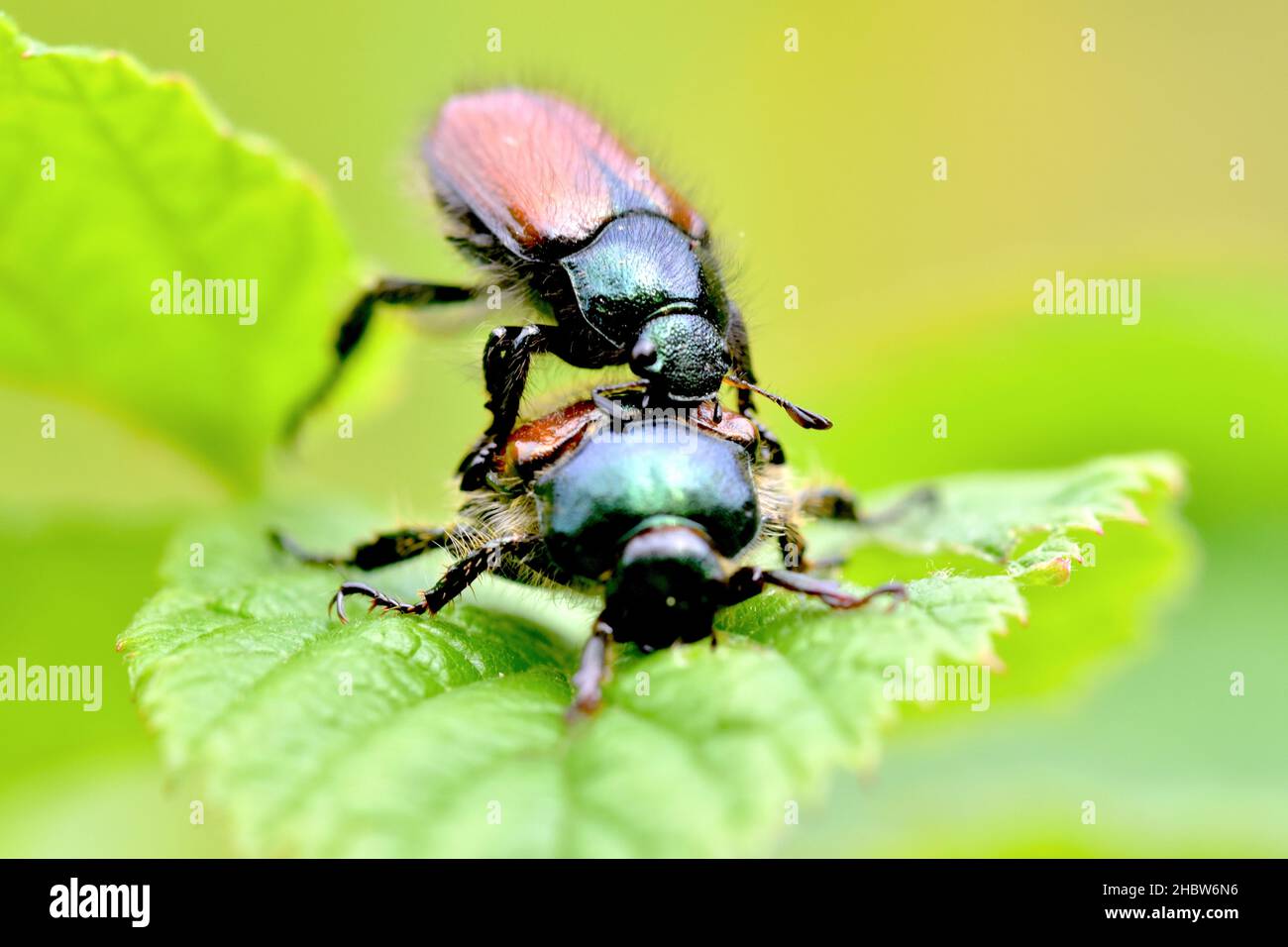 A selective focus shot of bugs breeding on a leaf Stock Photo - Alamy