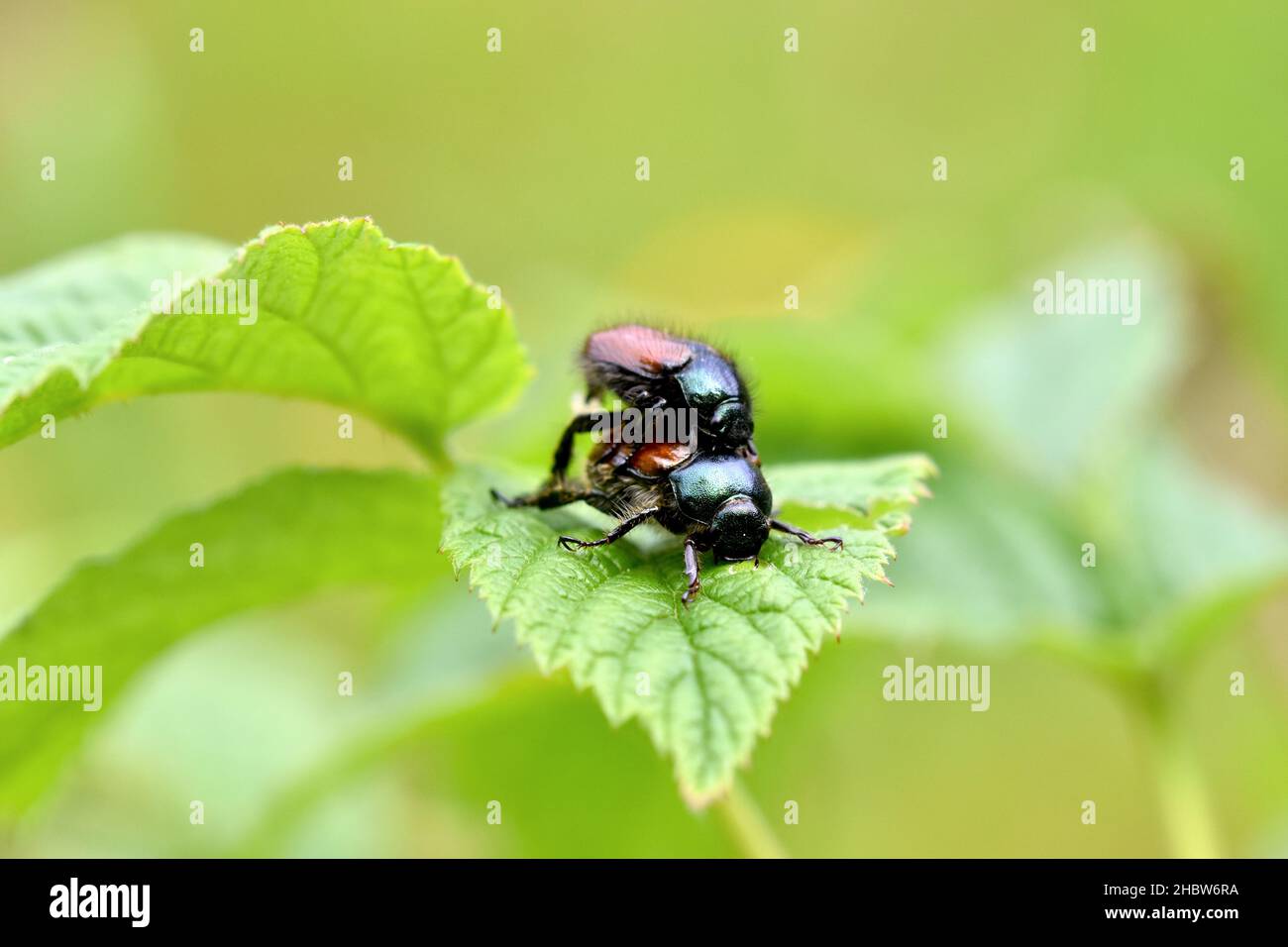 A selective focus shot of bugs breeding on a leaf Stock Photo - Alamy