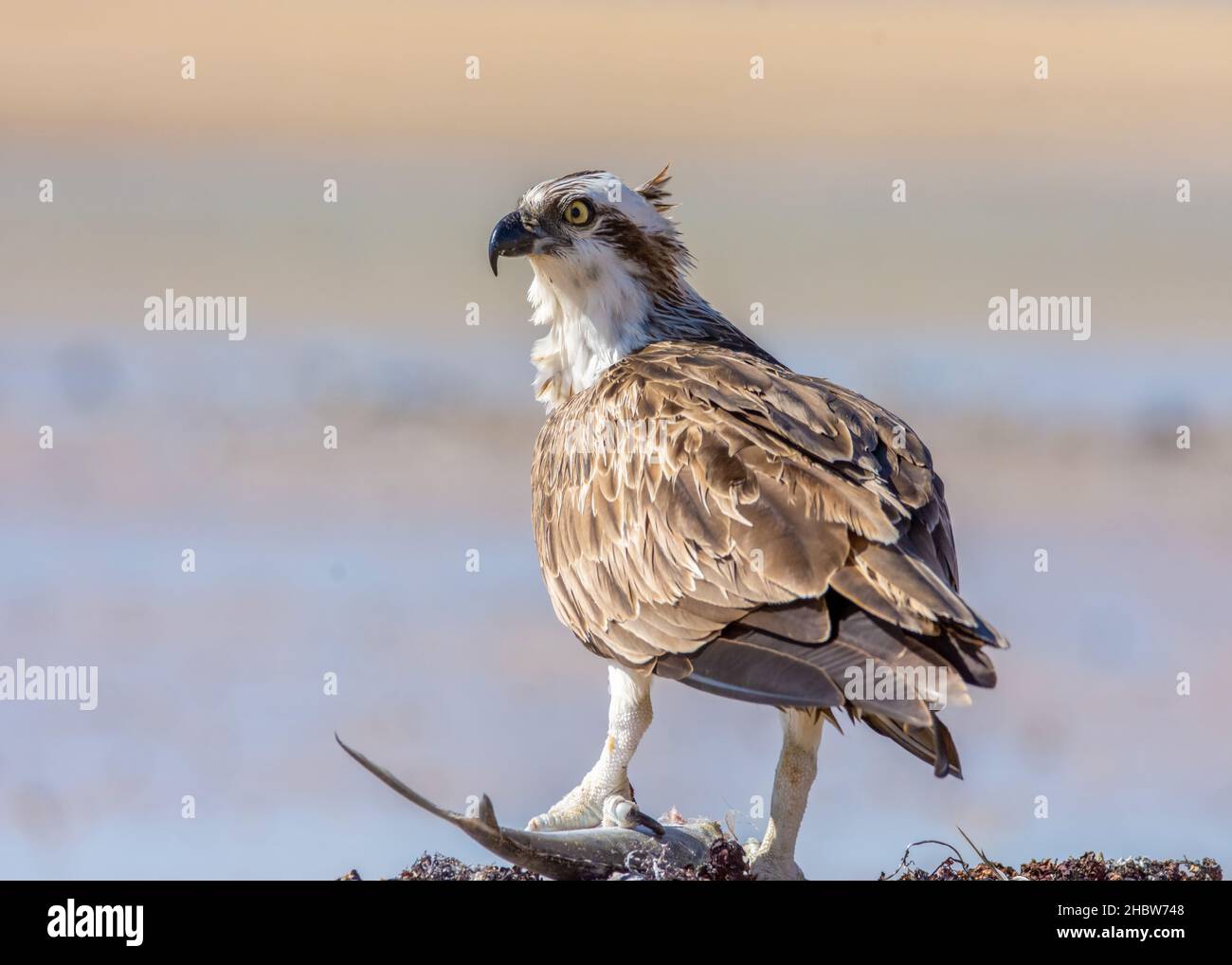 Baby osprey hi-res stock photography and images - Alamy