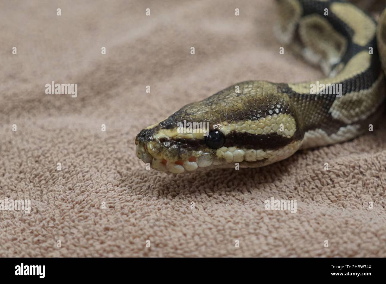 A closeup of a ball python snake on a tow Stock Photo - Alamy