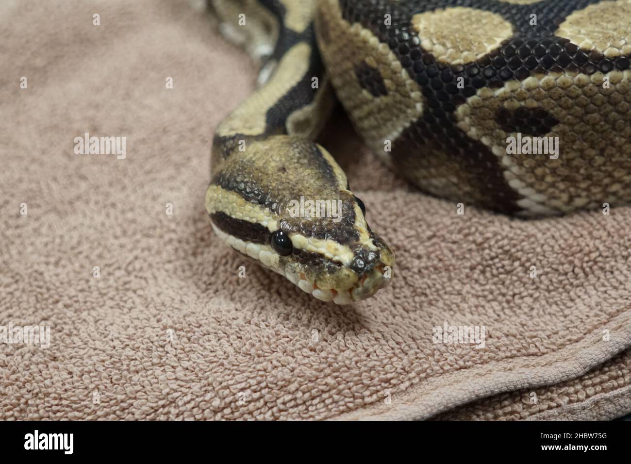 A closeup of a ball python snake on a towel Stock Photo - Alamy