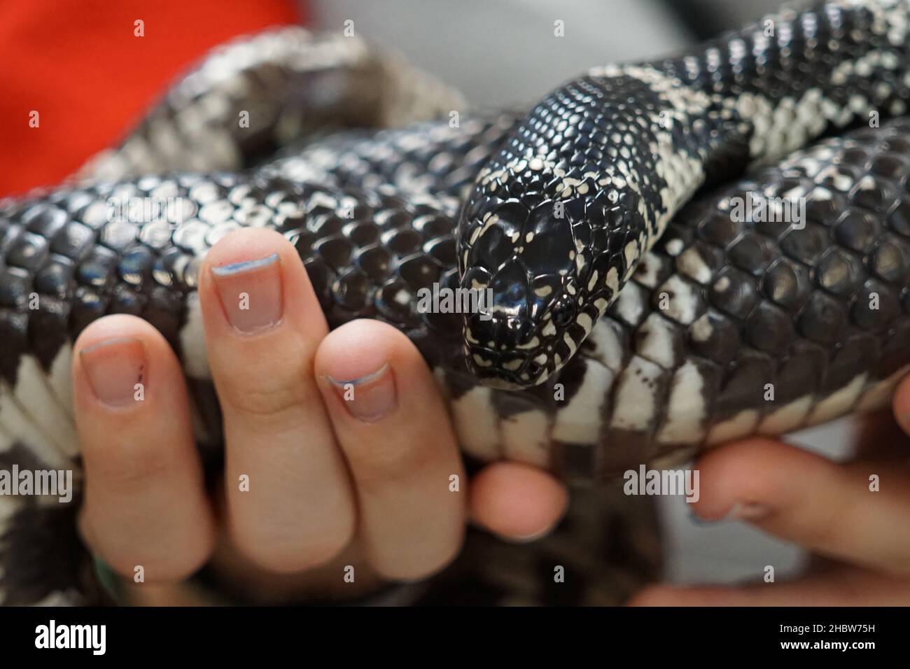 Hand holding snake hi-res stock photography and images - Alamy