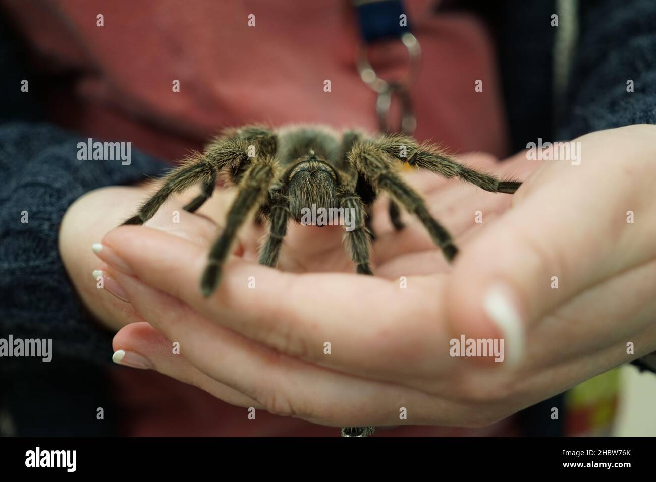 A closeup of a person holding a tarantula spider Stock Photo - Alamy