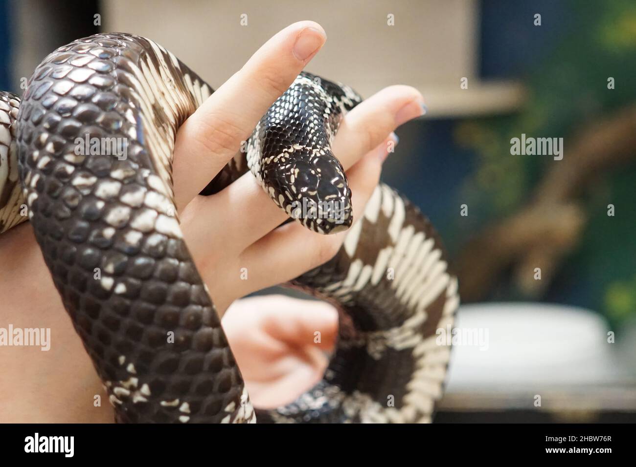 Hand holding snake hi-res stock photography and images - Alamy