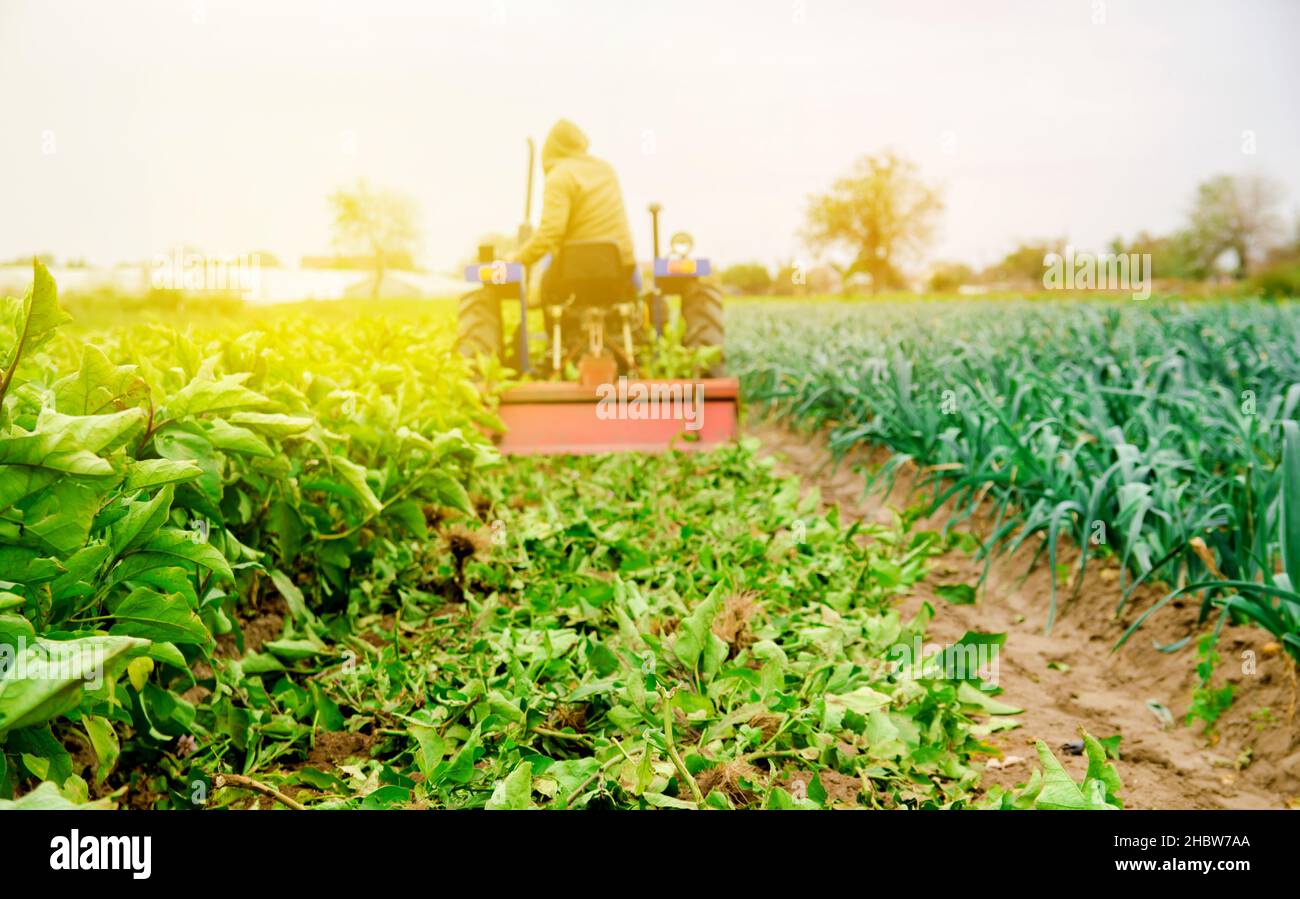 A farmer plows a eggplants plants. Farmer on a tractor cultivates the ...