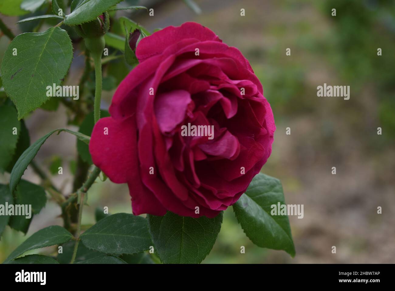 A closeup shot of a red rose growing in a garden Stock Photo - Alamy