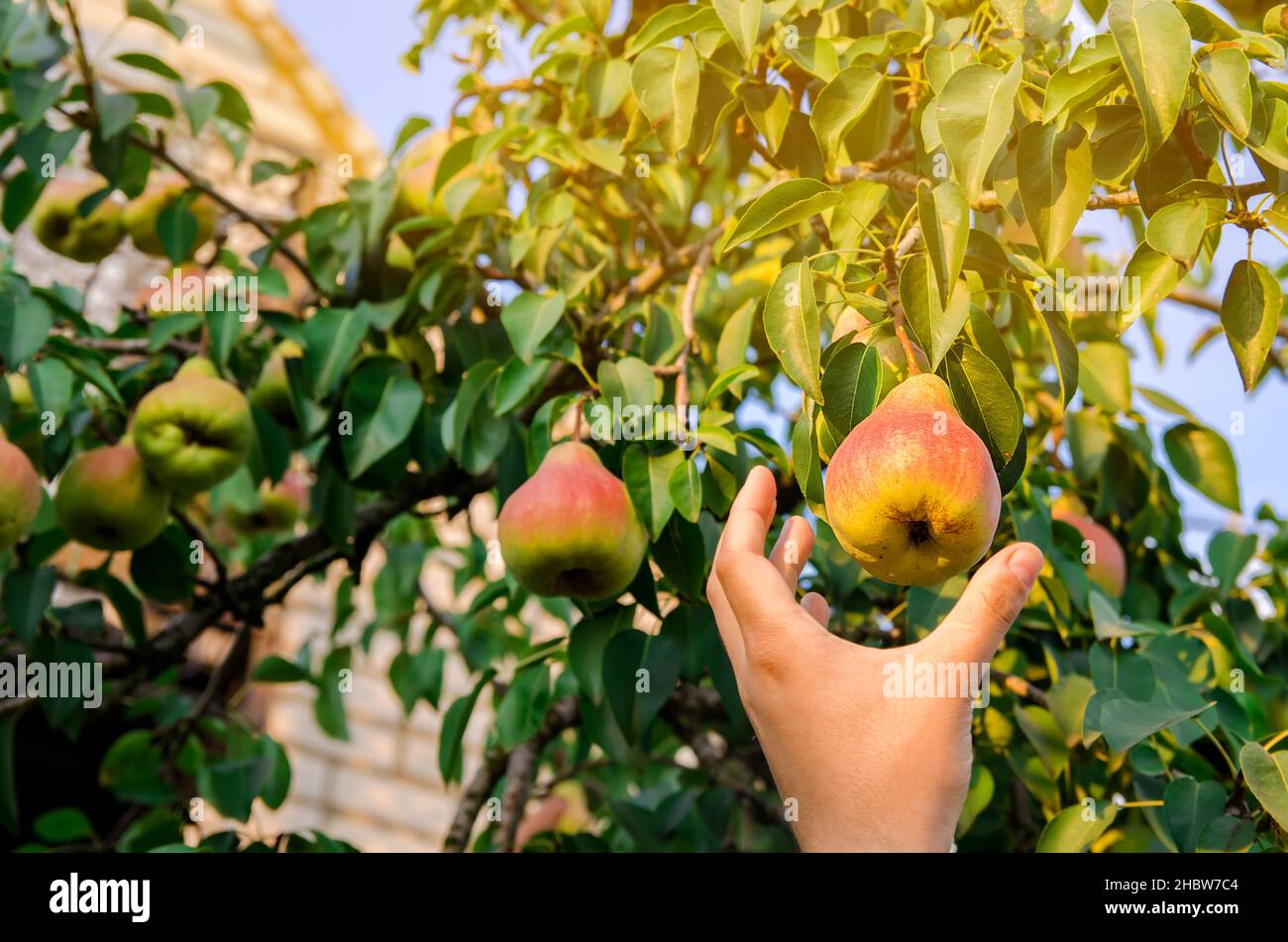 The farmer harvests ripe pears in the garden. Fruits on the tree ...