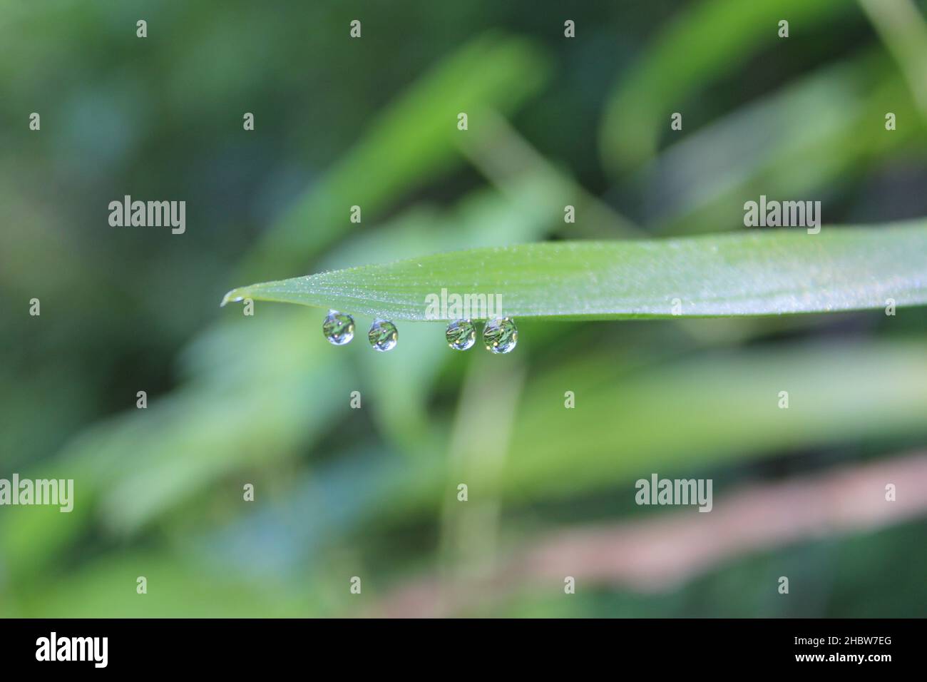 Dropping leaf hi-res stock photography and images - Alamy
