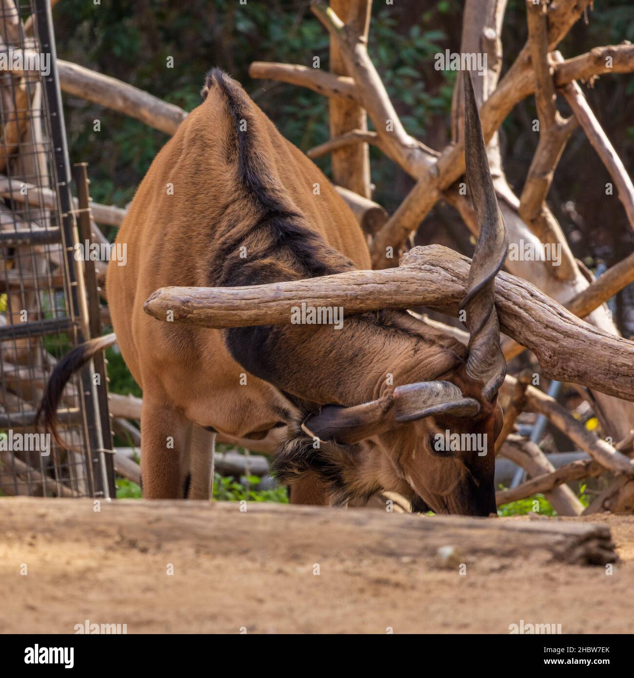 The Eastern Giant Eland in the fenced area of the zoo near the tree ...