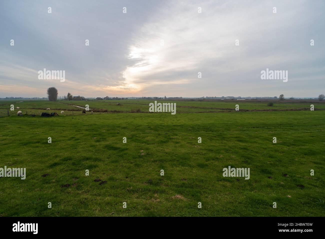 Dutch autumn landscape with grazing sheep Stock Photo - Alamy